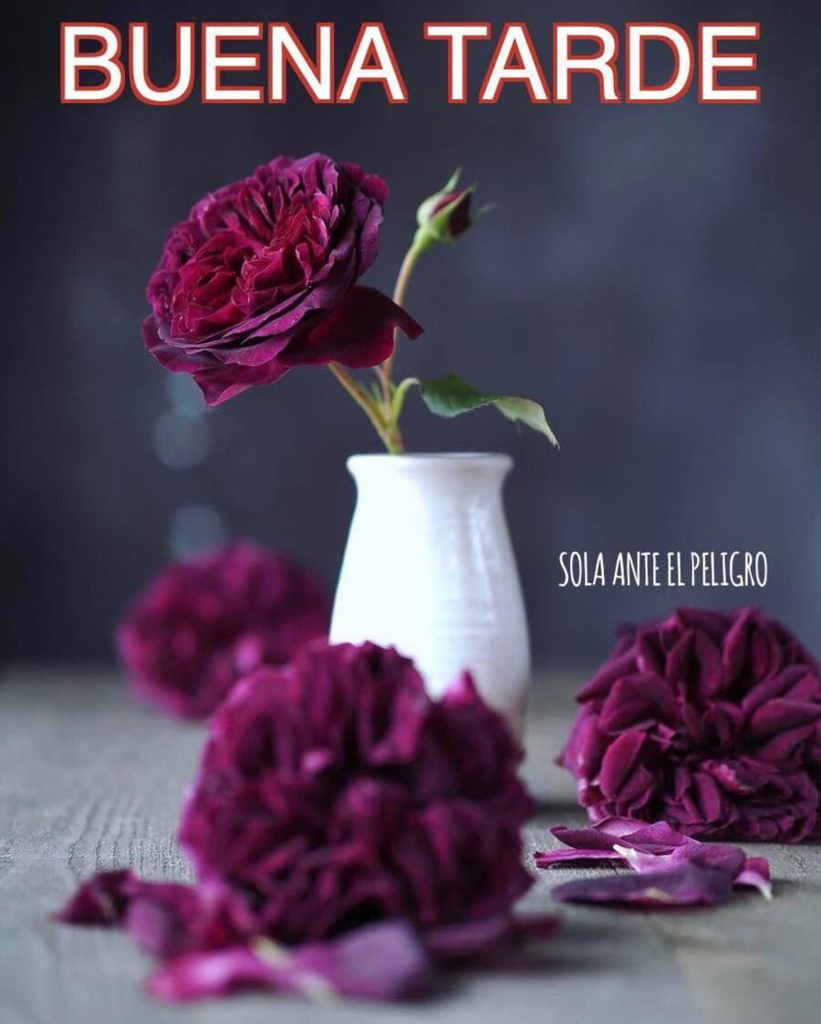 40+ imágenes nuevas de Feliz Tarde - ImagenesMuyBonitas.net