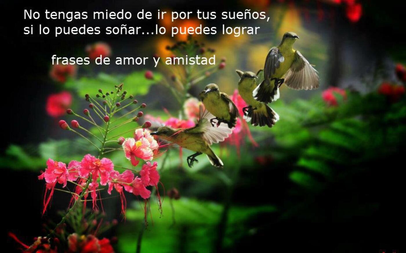 47 Frases bonitas para enviar en Facebook - ImagenesMuyBonitas.net