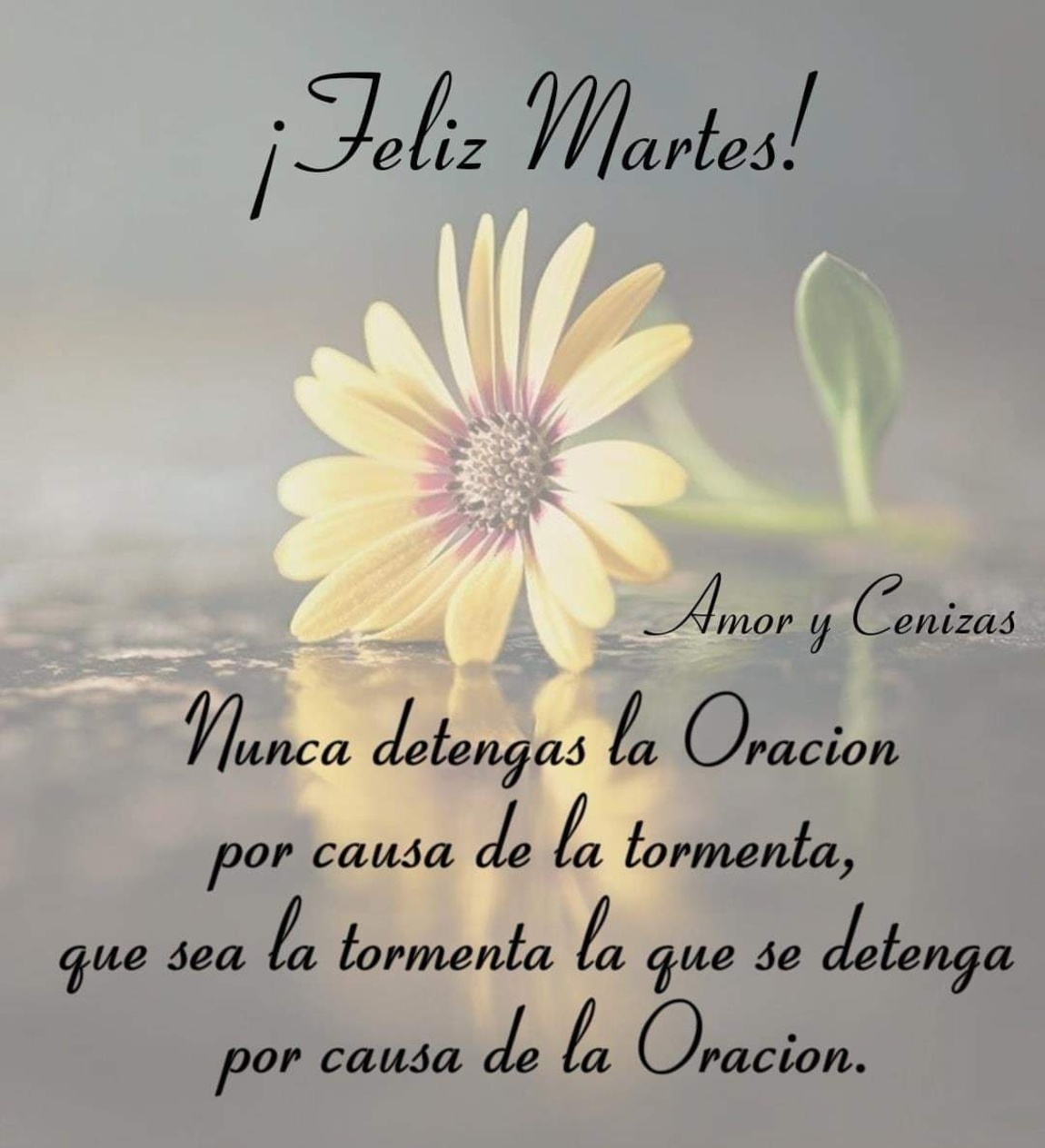 52 Feliz Martes Bellas Imágenes Para Todos Imagenesmuybonitas Net