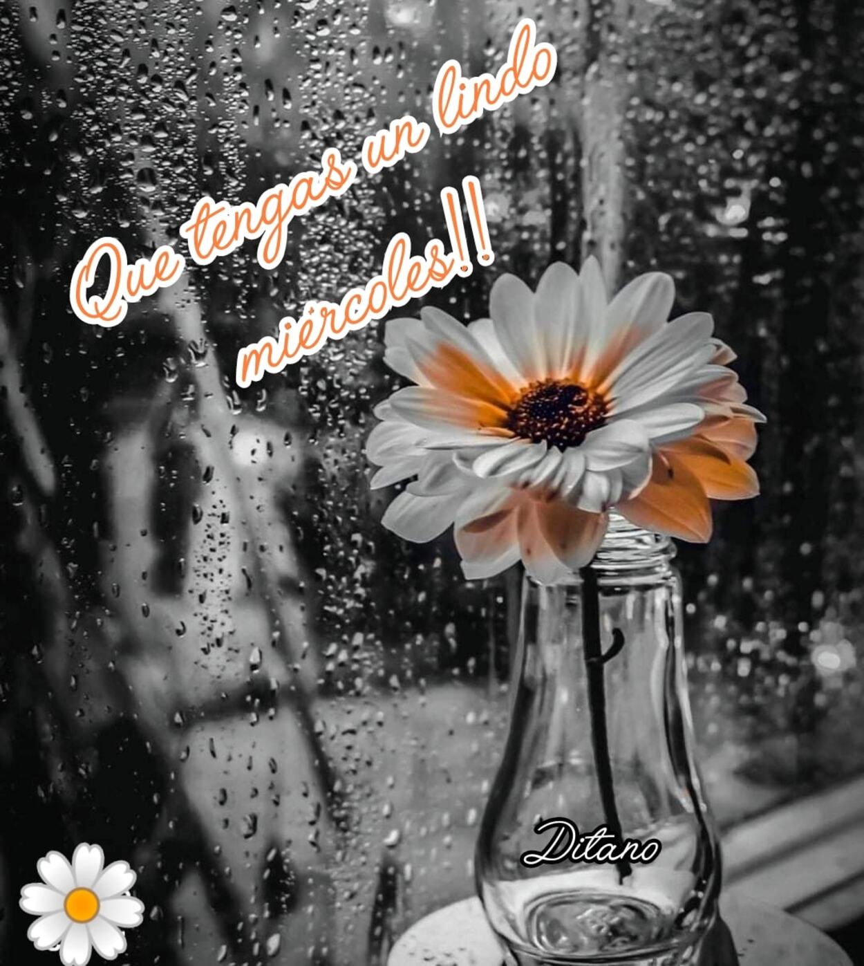 46+ Feliz y Bendecido Miércoles imágenes - ImagenesMuyBonitas.net