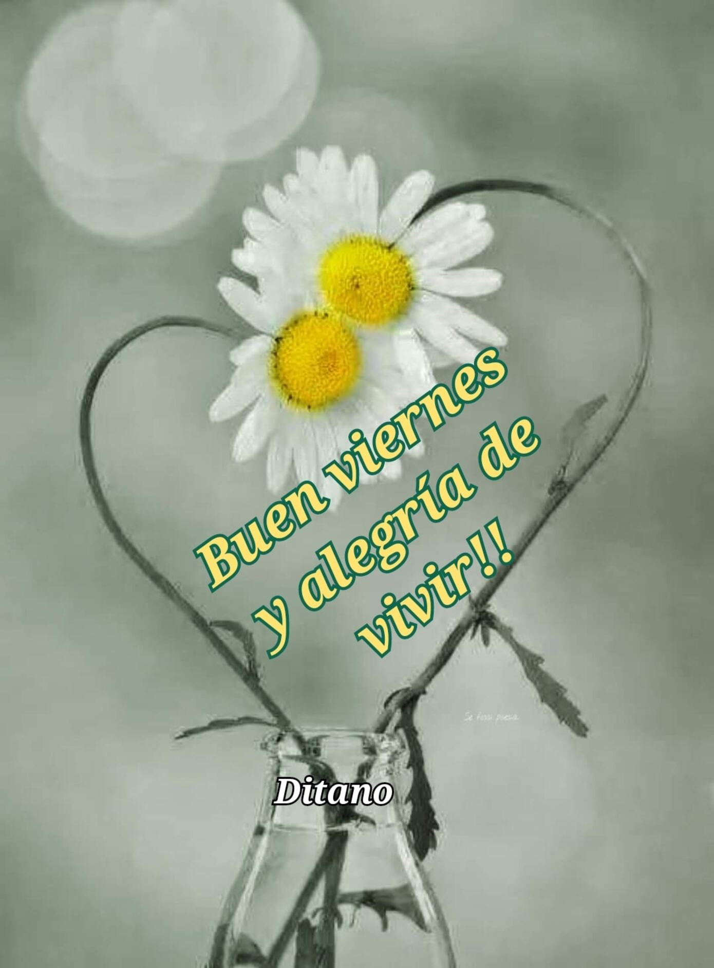 45 Buenos Días Feliz Viernes imágenes - ImagenesMuyBonitas.net